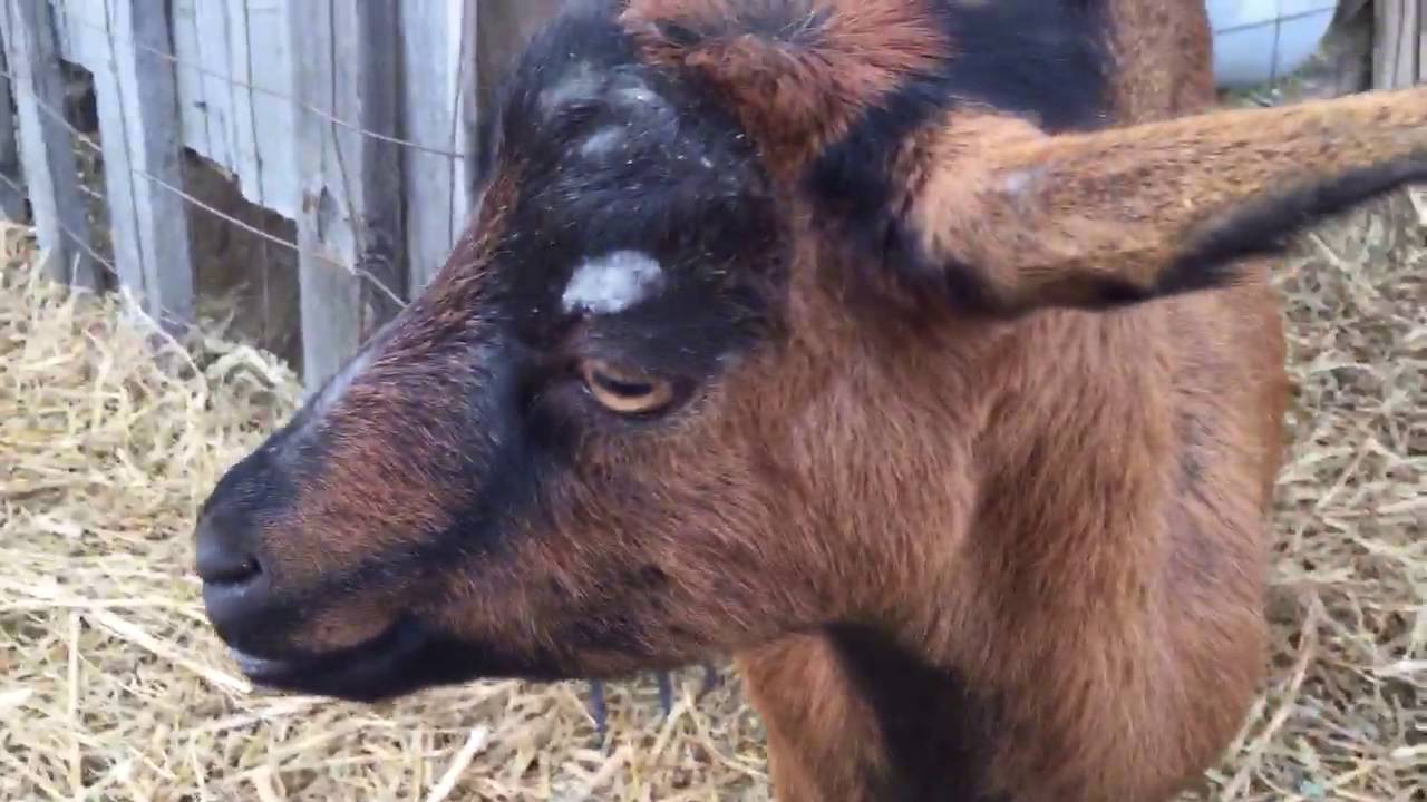 Mini Oberhasli and Savanna Mix Baby Goat - YouTube