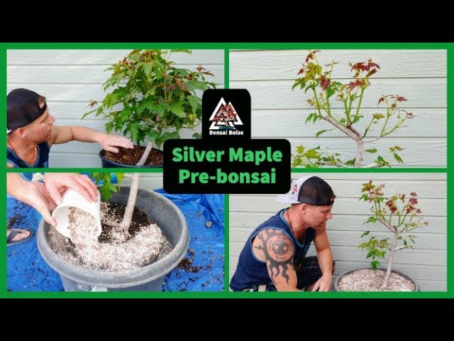 Silver Maple Bonsai