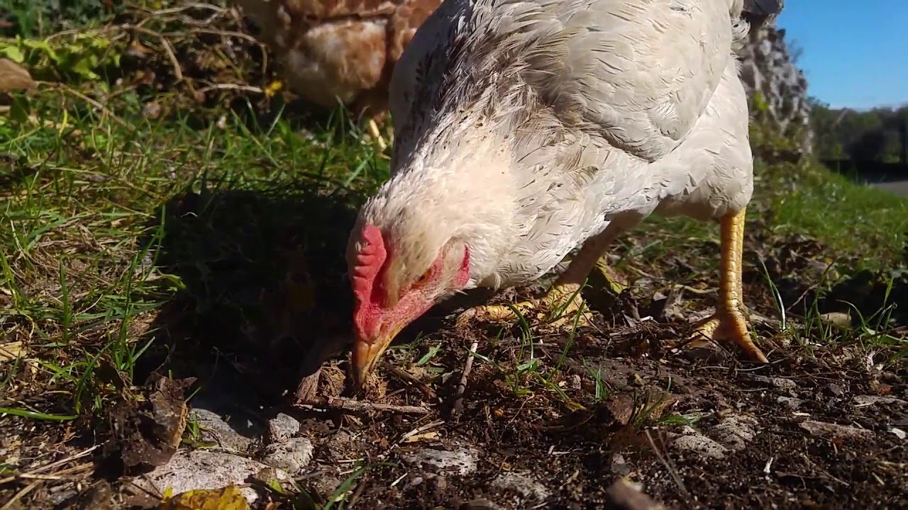 Relaxing Chickens Videos to Release Stress - Free Ranging Chickens ...