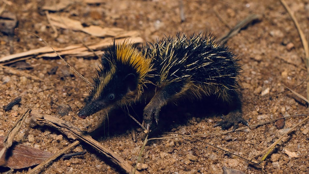 Your 5 Facts About The Lowland Streaked Tenrec - YouTube