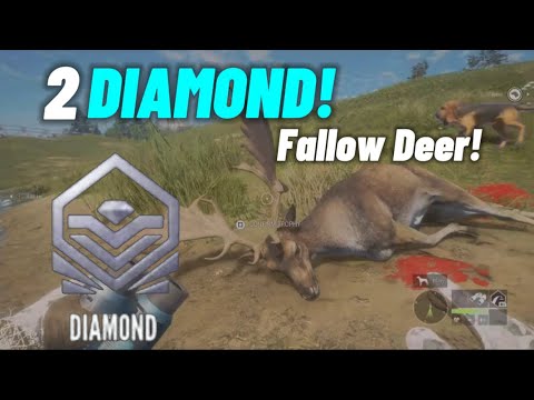 I Shot 2 DIAMOND Fallow deer! | The Hunter Call of the Wild - YouTube