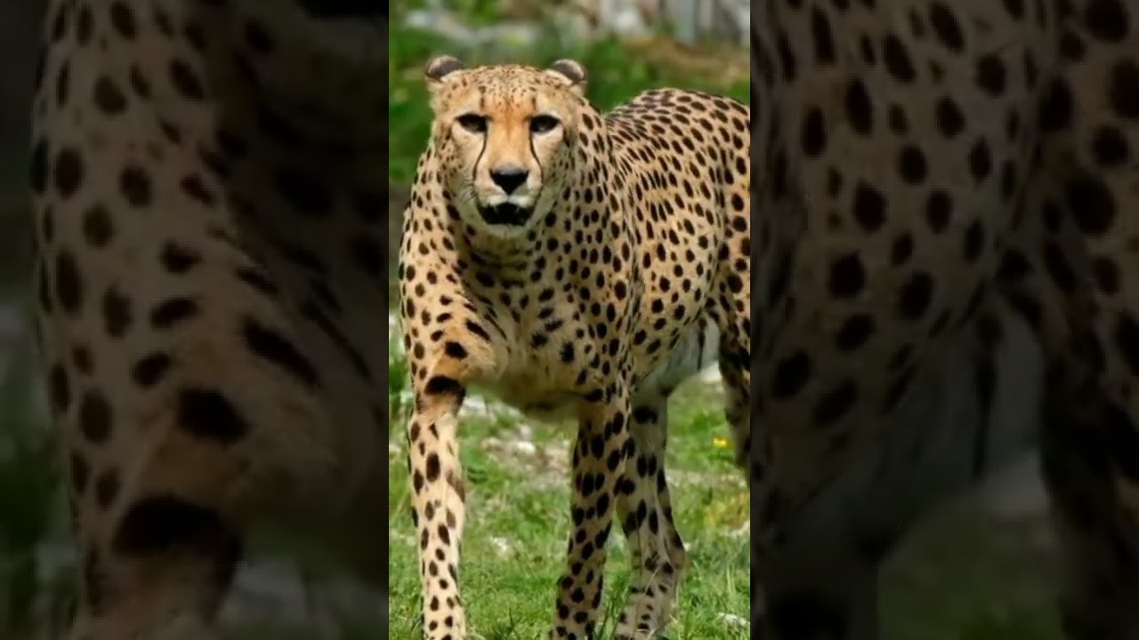 mari mengenal hewan citah ciptaan ALLOH SWT #alloh #shorts #citah - YouTube