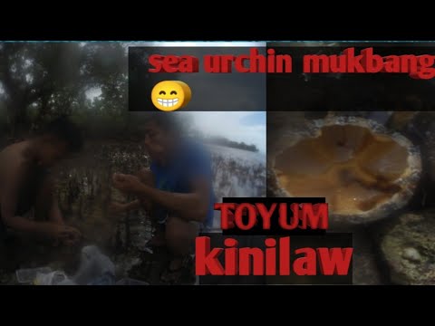 mukbang sea urchin or toyum catch and cook - YouTube