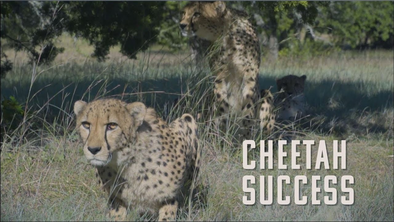 Cheetah Challenge Finale | Fossil Rim Wildlife Center - YouTube