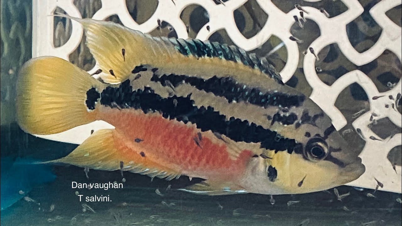 T SALVINI. RIO CANDELARIA. F1.. via Rusty wessel. - YouTube