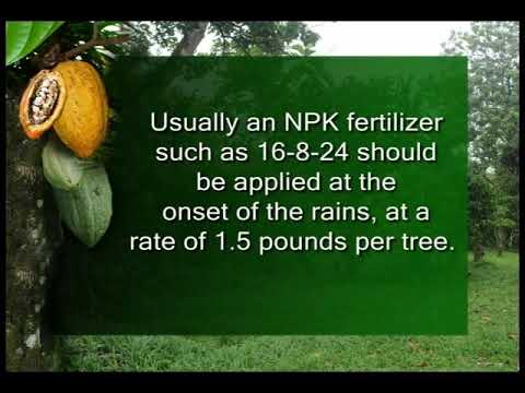 How To Fertilize Cacao Plants
