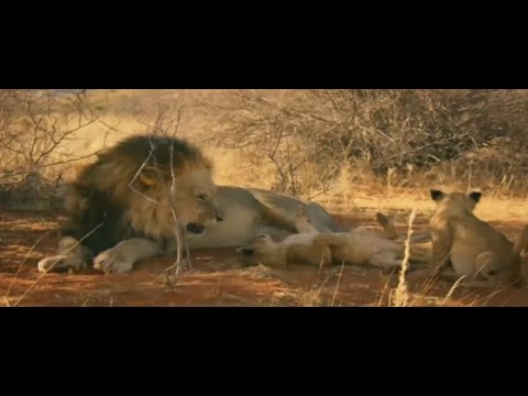 National geographic Bangla Lion 🦁 Life 🌏 - YouTube