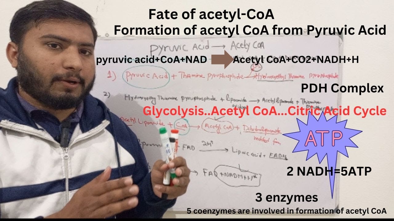 Formation of acetyl-CoA| Fate of acetyl-CoA| Pyruvate Dehydrogenase ...
