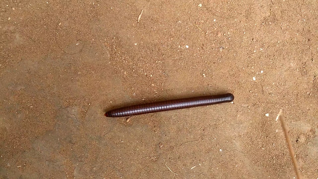 Mara Attai - YouTube