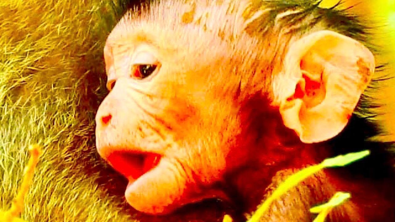 Poor adorable just born baby monkey very weak. very pity baby monkey ...