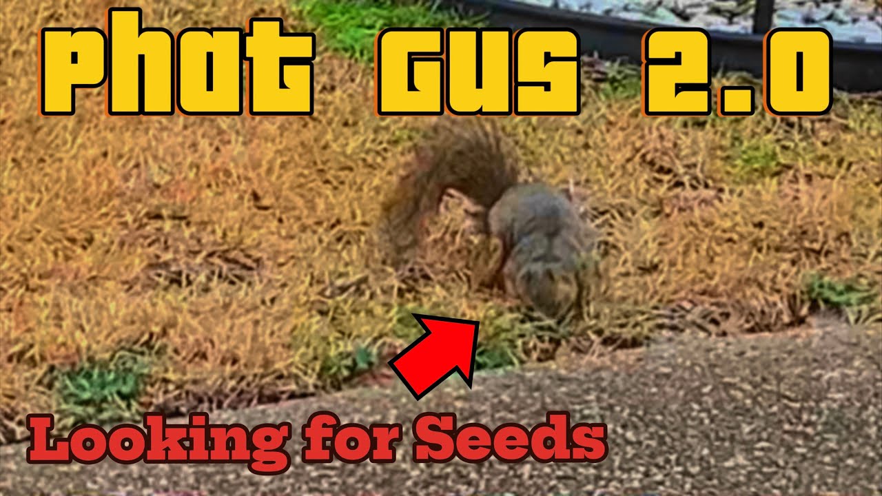 Phat Gus 2.0 Looking for Nuts - YouTube