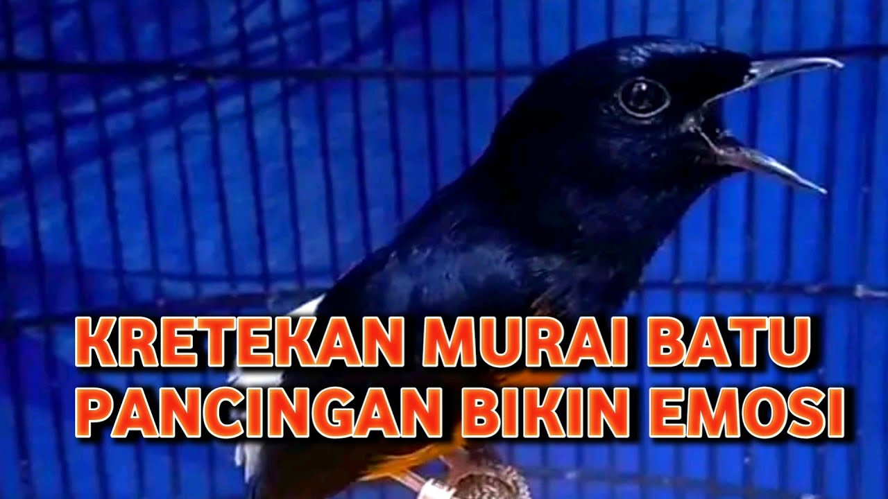 Kretekan Murai Batu Bikin Gacor, Kretekan Murai Batu Super Pedas - YouTube