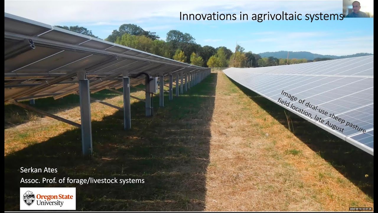Small Ruminant Solar Grazing: Innovations in Agrivoltaic Systems - YouTube