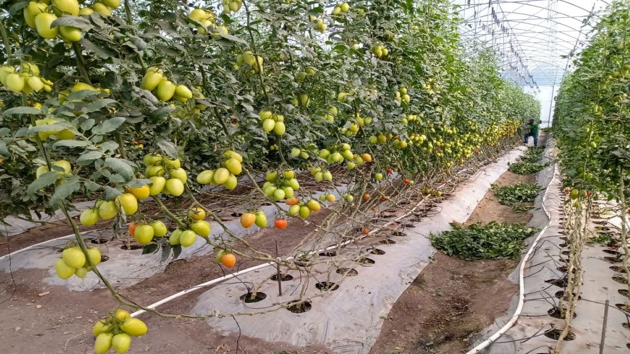 Deshoje de plantas de tomate en invernadero - YouTube