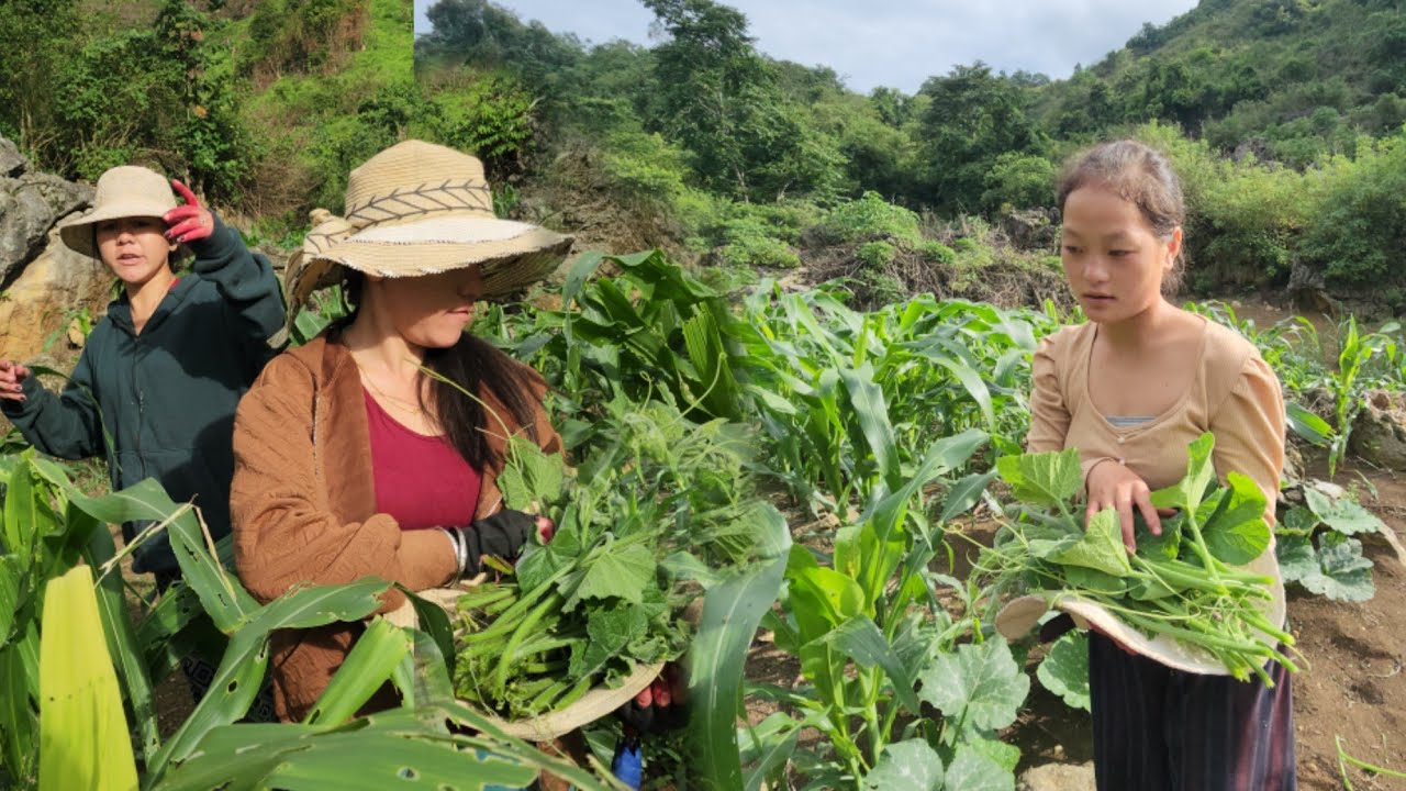 xawb zaub ntsi tau los ua hmo - YouTube