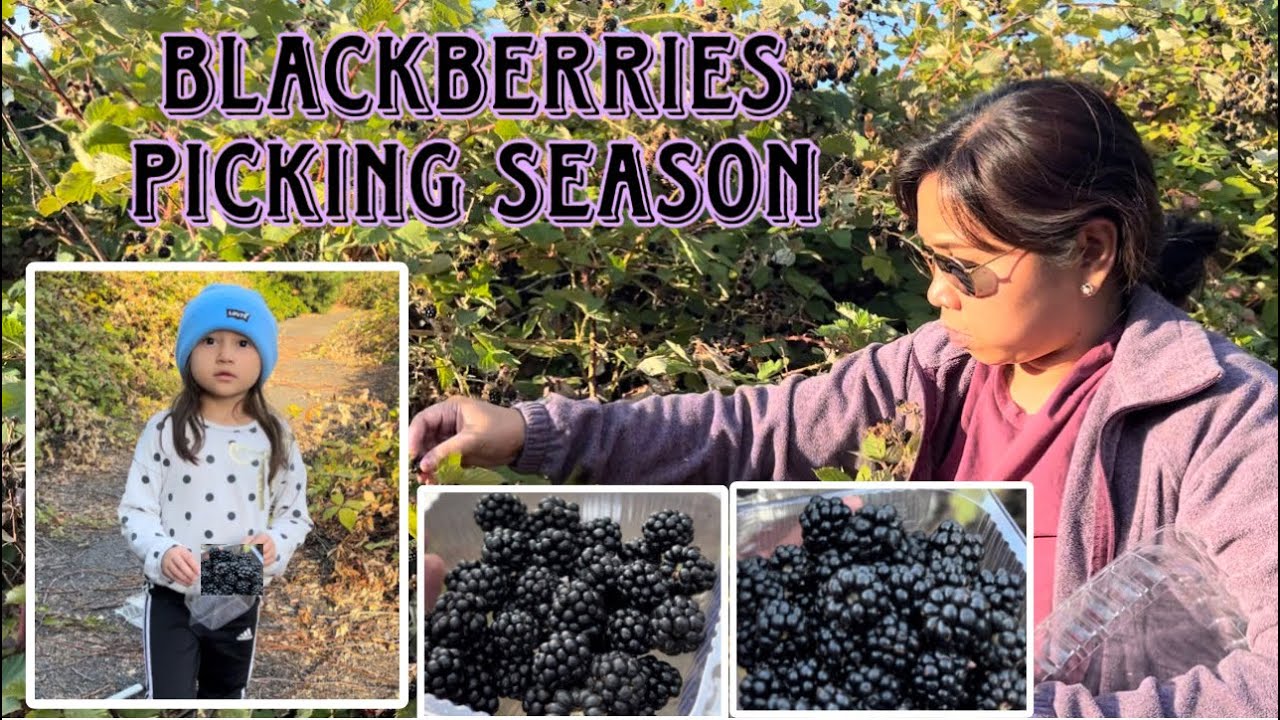 Wild Blackberry Picking in Rowena || Melisa Barber - YouTube