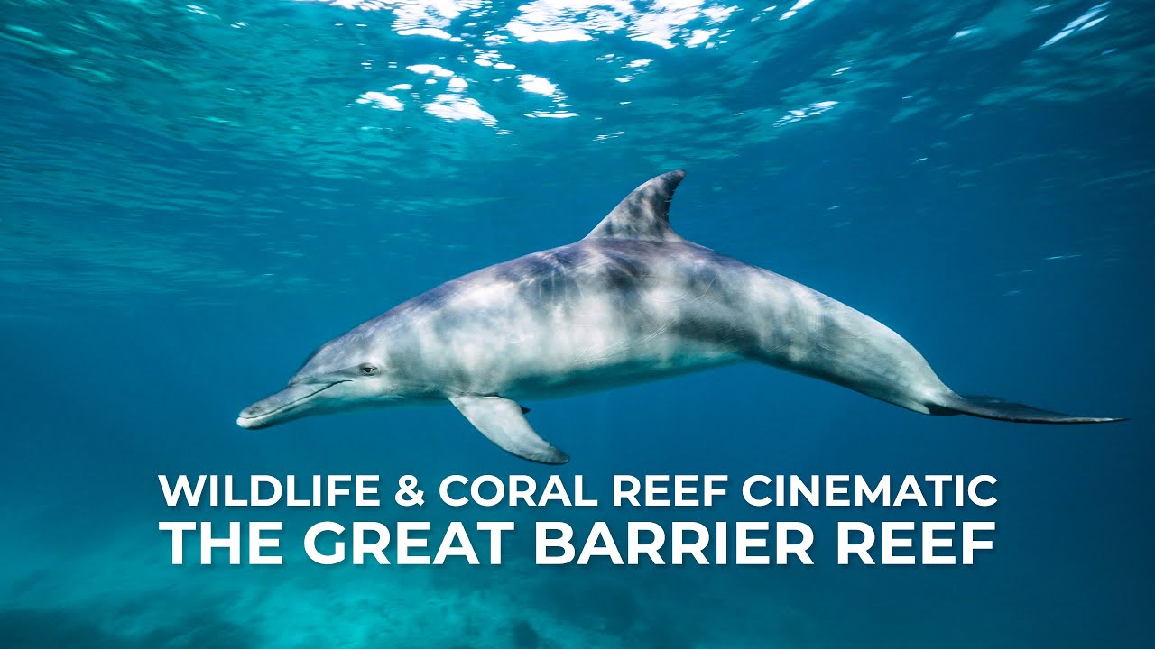 Dolphins Great Barrier Reef Cetaceans Around Aotea | Great Barrier