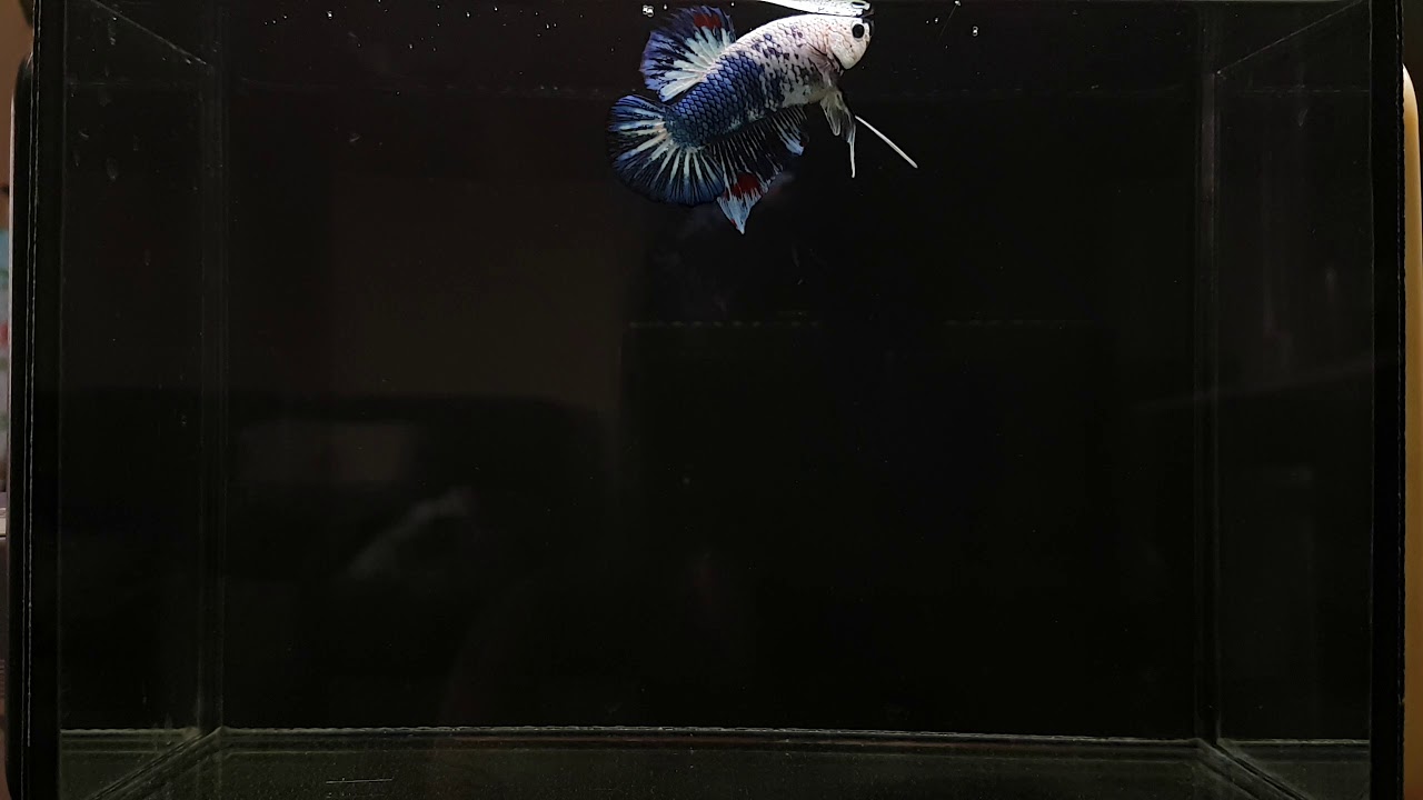Male Betta : DC136 Fancy Blue Marble HMPK - YouTube