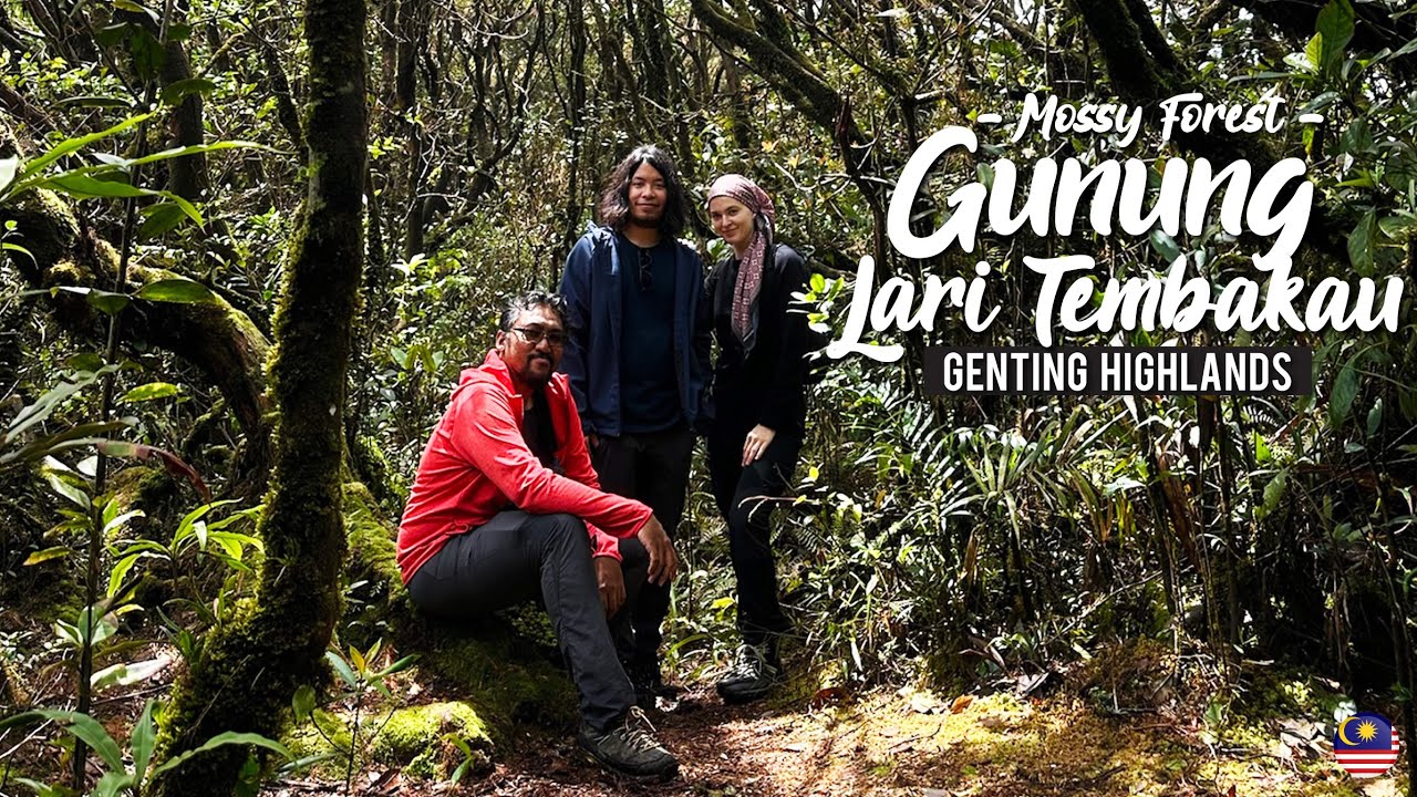 Easy Hike | Mossy Forest in Genting Highlands 🇲🇾 - YouTube