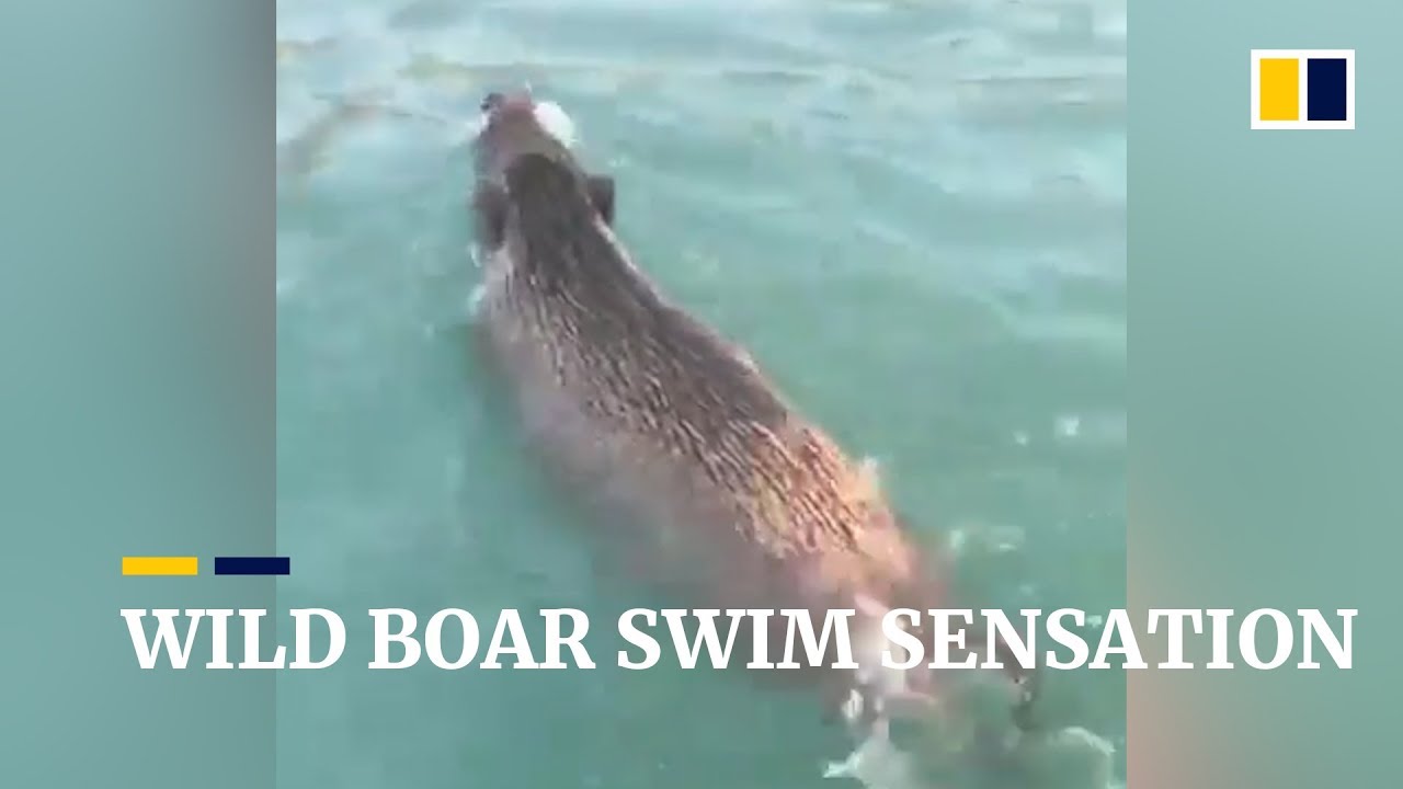 Wild boar swim sensation in Hong Kong - YouTube