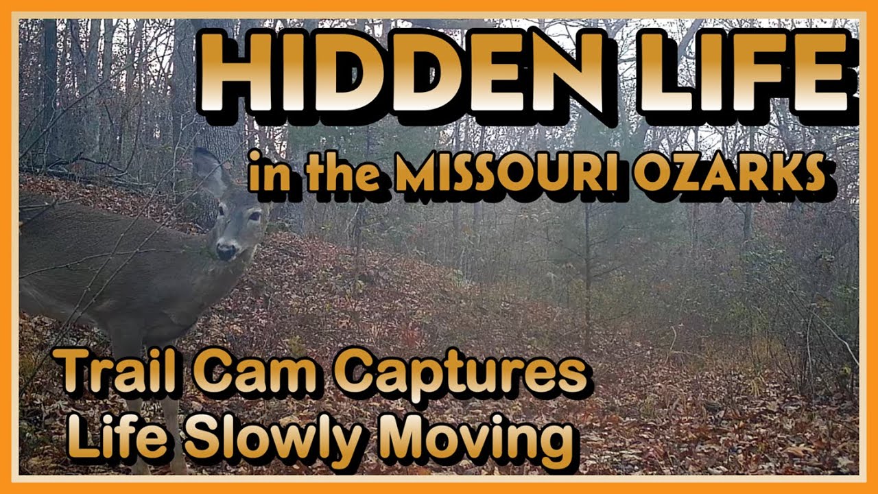 “Trail Camera Captures Hidden Life of the Missouri Ozarks— Life slowly ...