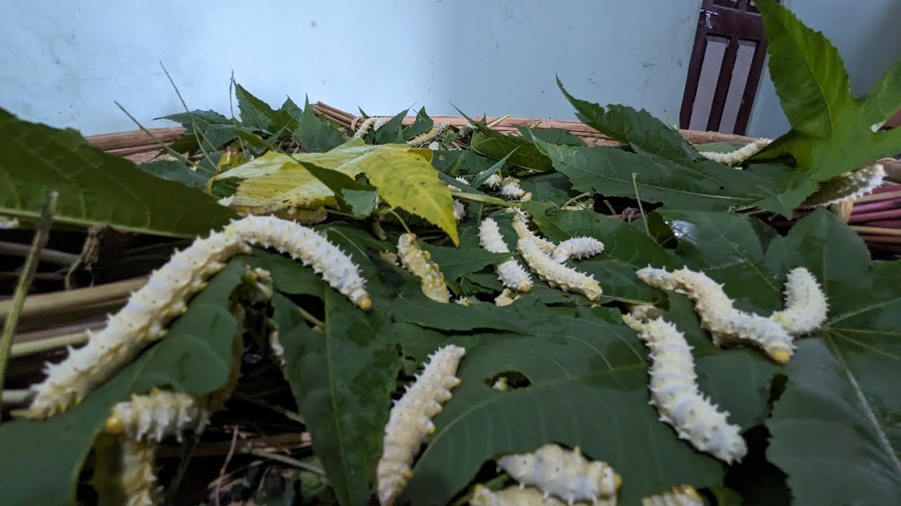 FARM FRESH SERICULTURE PART 1 - YouTube