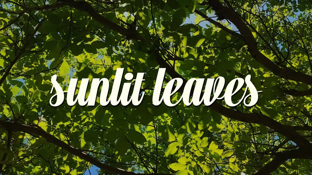sunlit leaves - YouTube