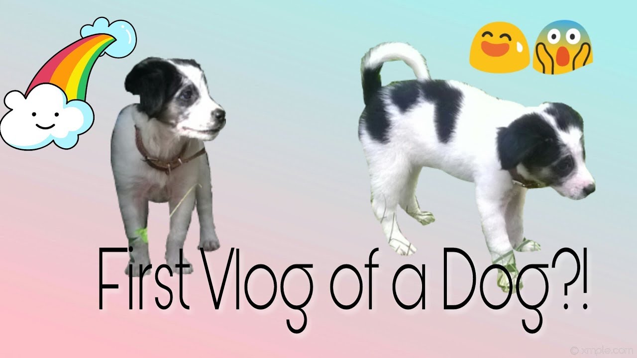 First Vlog of a Dog?! |Smart Dog|Mix breed Border Collie x Japanese ...