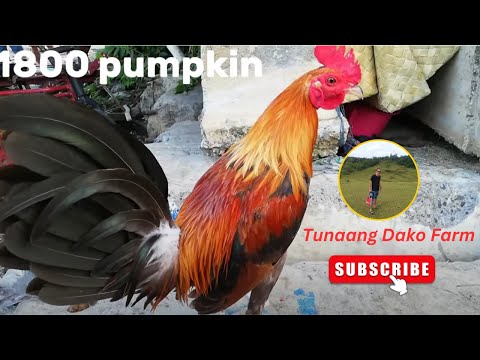 GREEN LEGGED PUMPKIN HATCH BLOODLINE, SEPTEMBER 9.2024 CARBON - YouTube