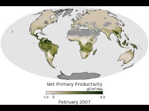 Net Primary Productivity - YouTube