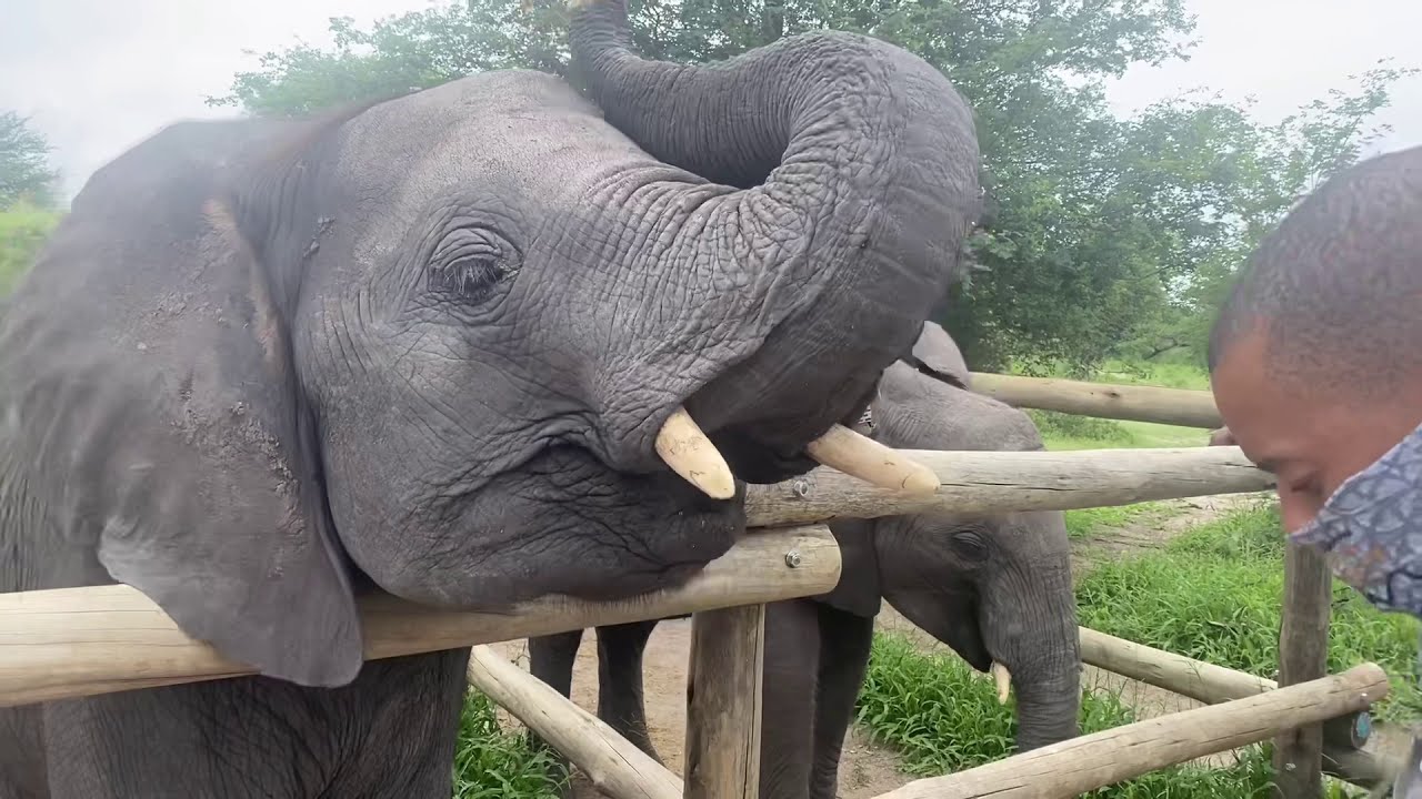 One day in Maun Botswana - Elephant haven and horse back safari - YouTube
