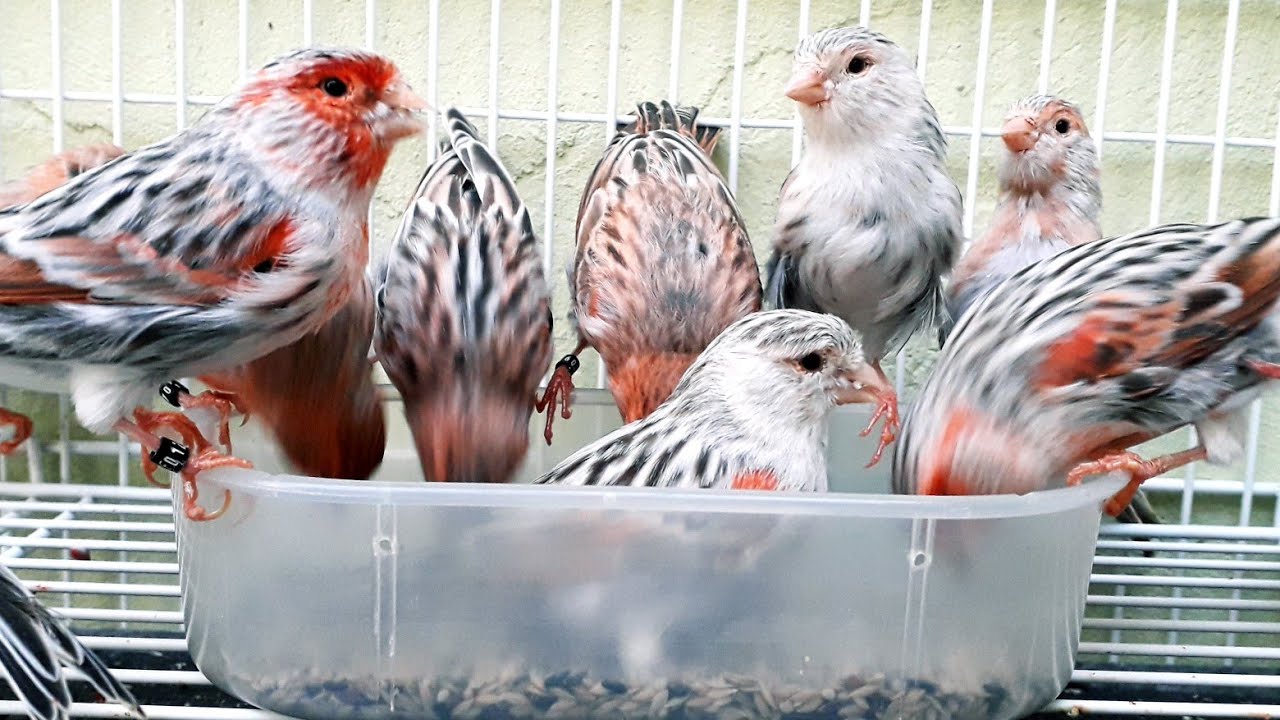 CANÁRIO ÁGATA TOPÁZIO VERMELHO MOSAICO, CADA VEZ MAIS BONITO - YouTube