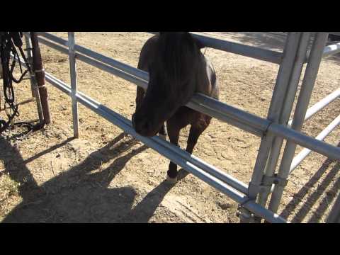 Mini-neigh.