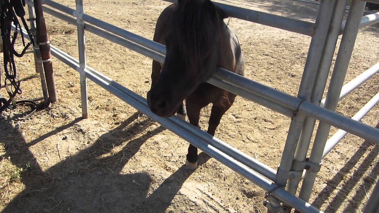 Mini-neigh. - YouTube