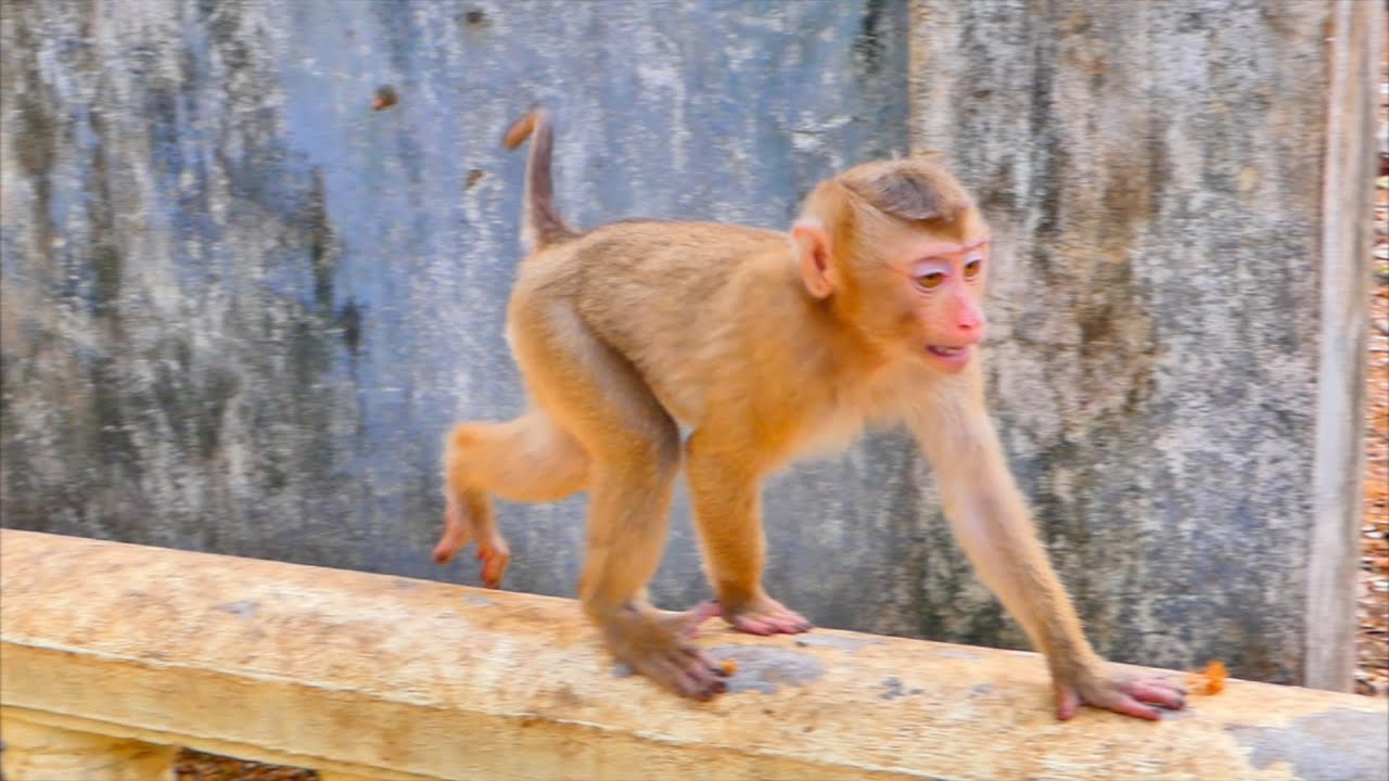 Amazing..! SARO is very smart monkey || when he unhappy with other ...