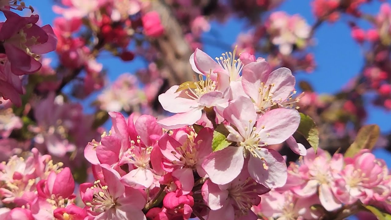 Spring Flowers Piano Music | Enchanting, Peaceful Instrumental for ...