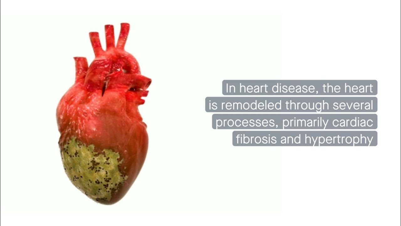 MrgD interacts with phosphorylated p38 and enters the nucleus to induce ...