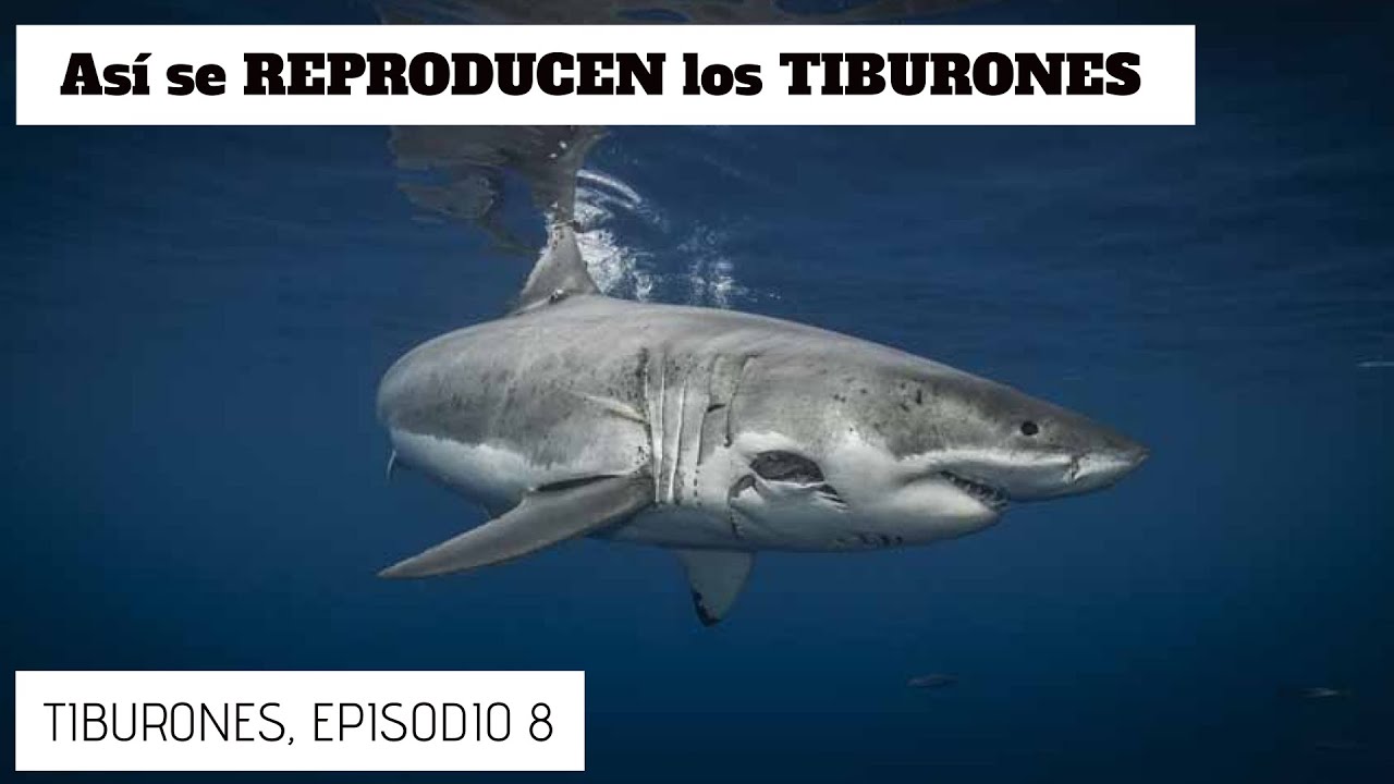Así se REPRODUCEN los TIBURONES! Serie Tiburones, Episodio 8. - YouTube