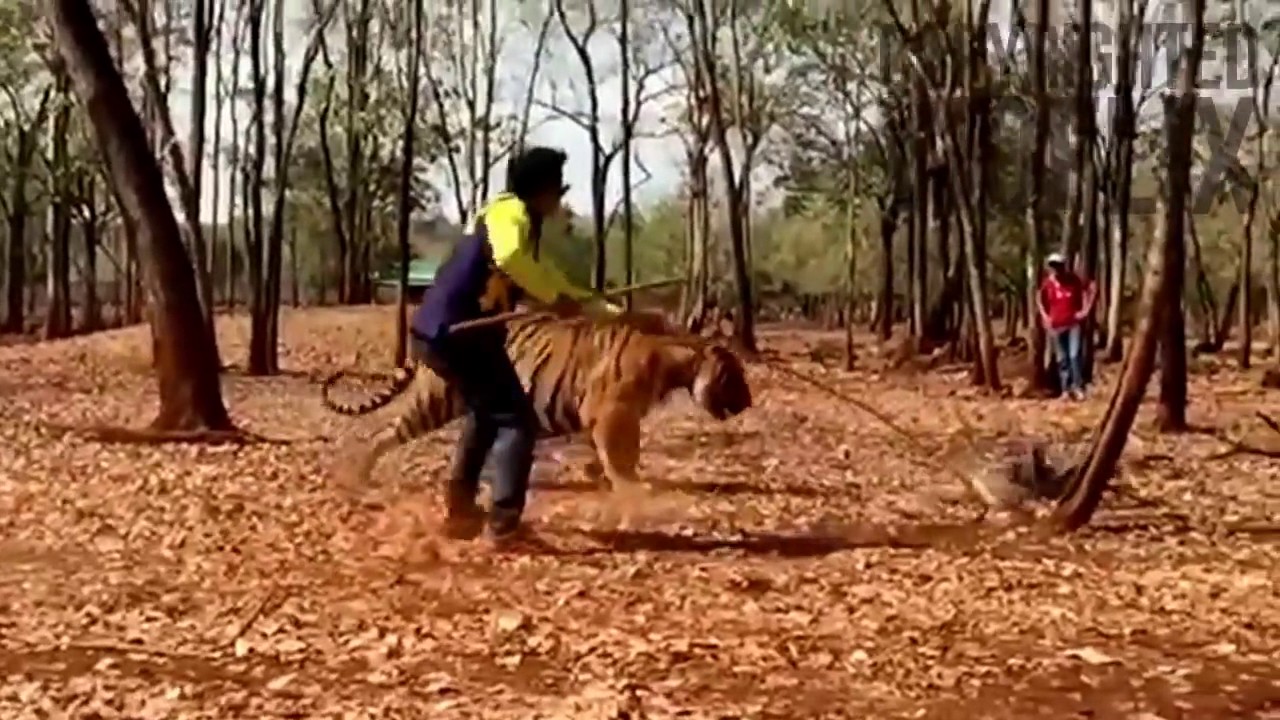 Manyam Puli Making Video Peter Hein With Tiger Vietnam Location Video ...