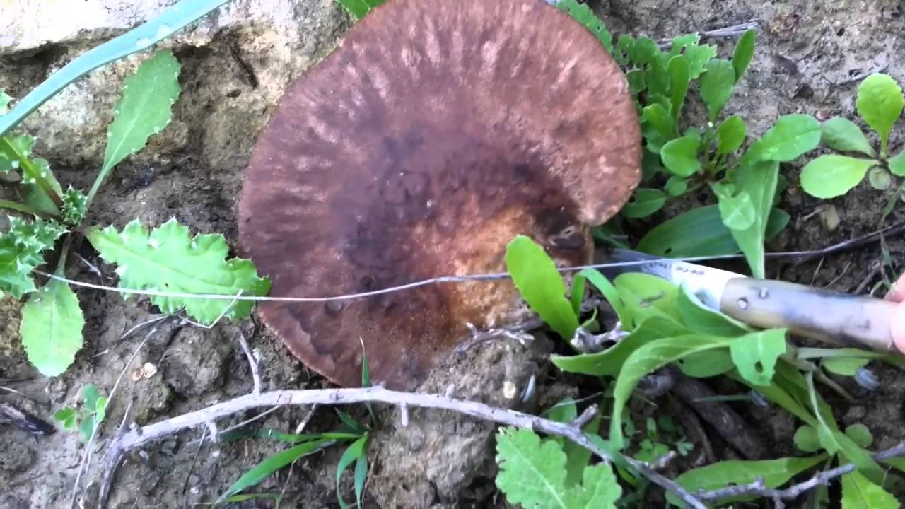 Gavcar Mantarı - YouTube