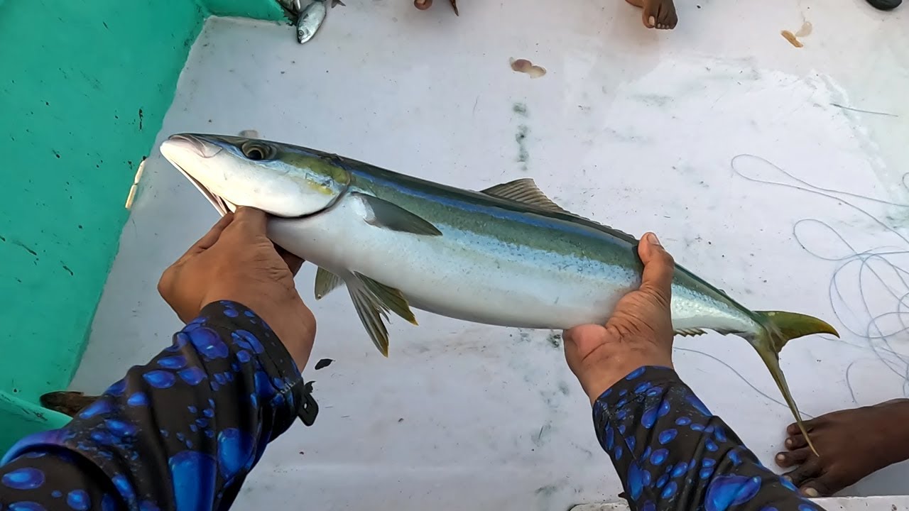Jigging in offshore Rod & Reel fishing a catching Rainbow Runner Fish ...