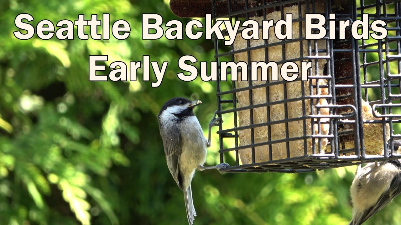 Seattle Backyard Birds - Early Summer - YouTube