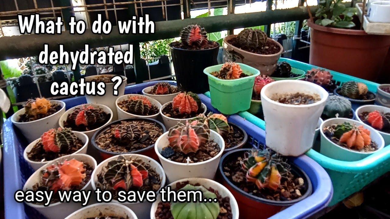 #623 How to survive dehydrated cactus/Variegated Gymnocalycium,Lb ...