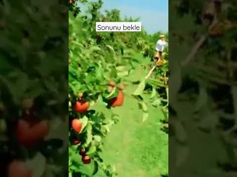 Ali'nin karnı açıktı #reklam #keşfet #waitforend #banane