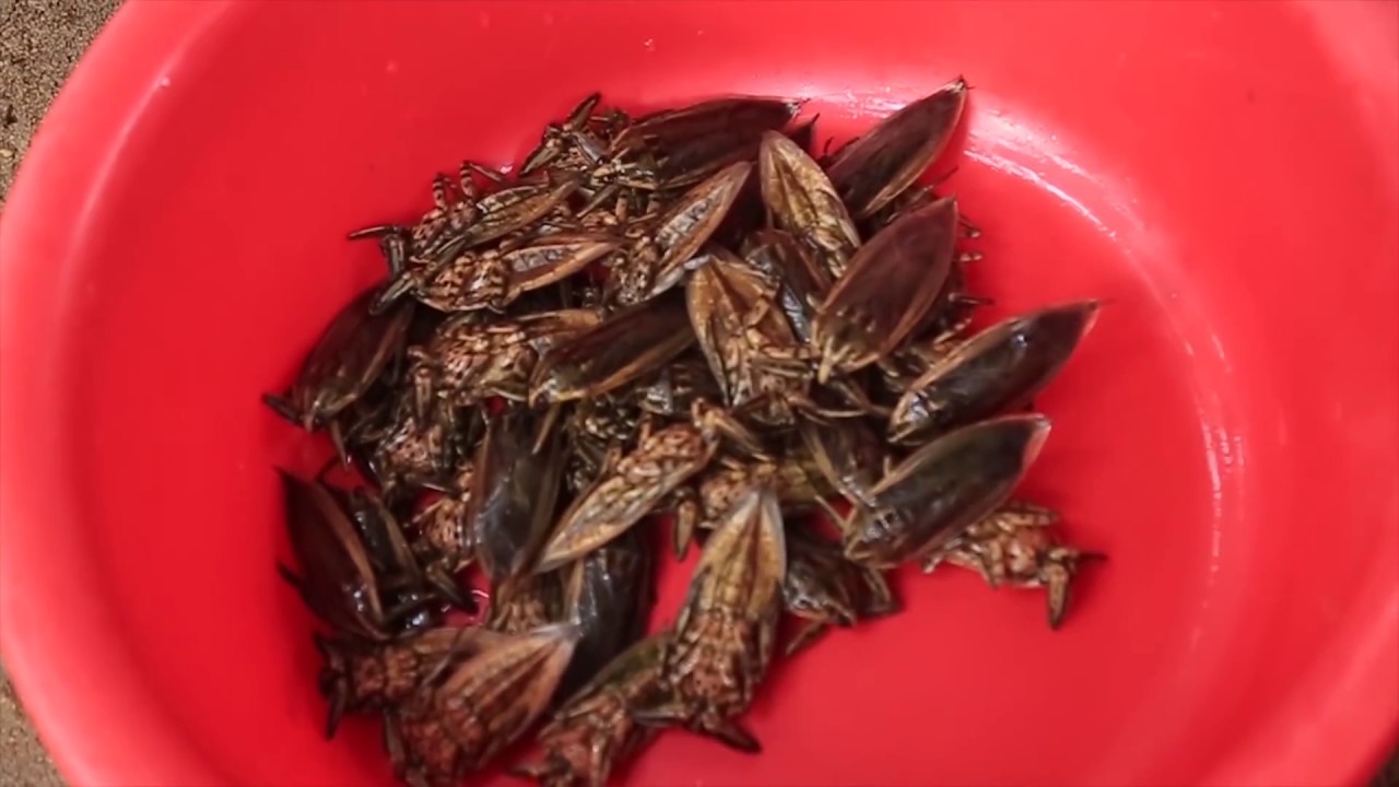 Yummy cooking lethocerus recipe ,Cooking skill ,Fish and Market - YouTube
