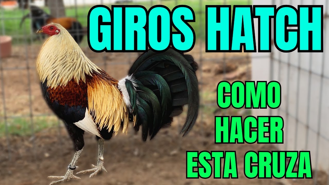 GIRO HATCH.... COMO CRUZARLOS - YouTube