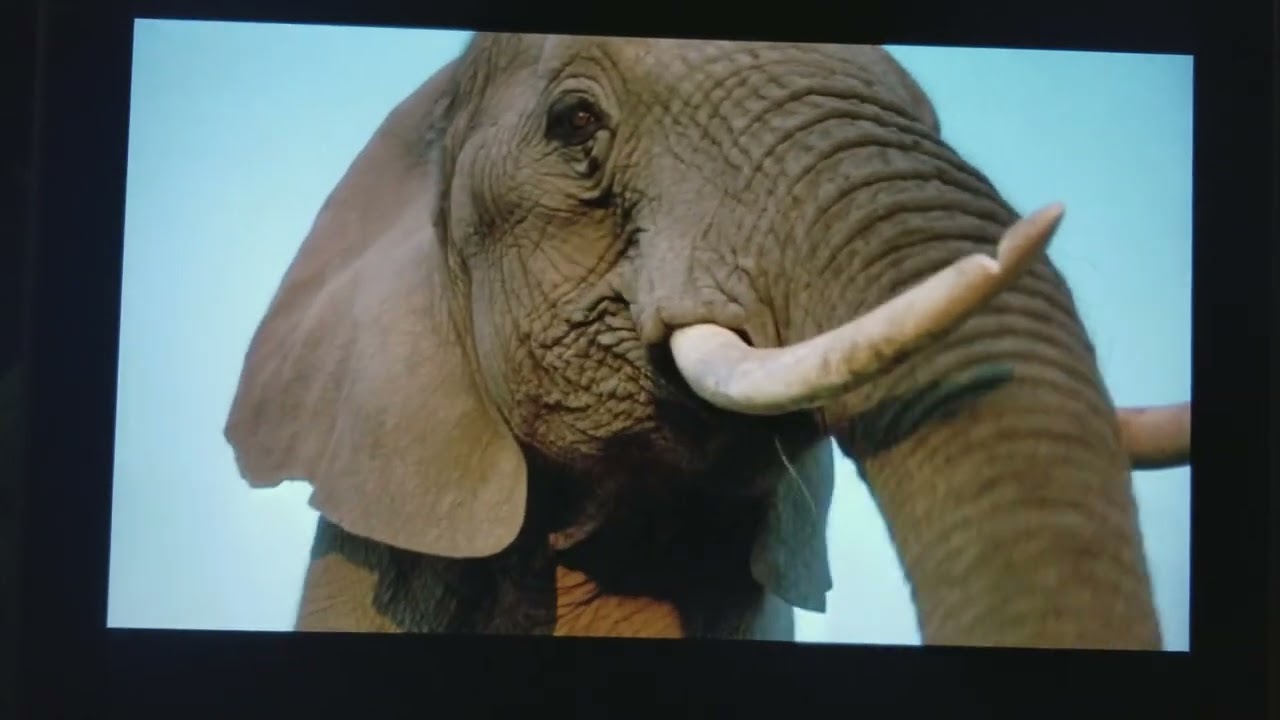 Disney Whispers an Elephants Tale (Part 7) - YouTube