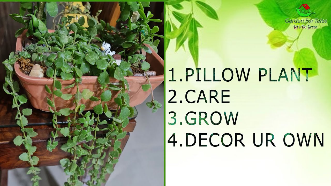 Tangled Heart Plant || How to grow and care Succulent Swedish Ivy ...