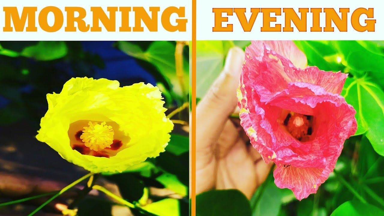 All about Thespesia populnea/Pacific rosewood/Portia tree/Paras pipal ...