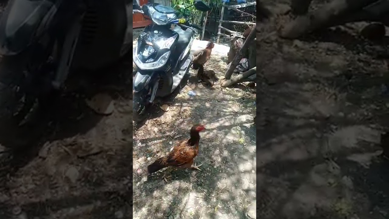 sabong Ng mga inahing manok! #shorts #reels #shortsviral #shortvideo ...